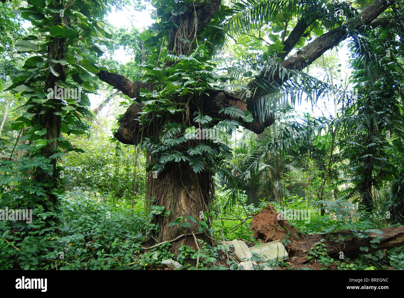 Gigantic tree hi-res stock photography and images - Alamy