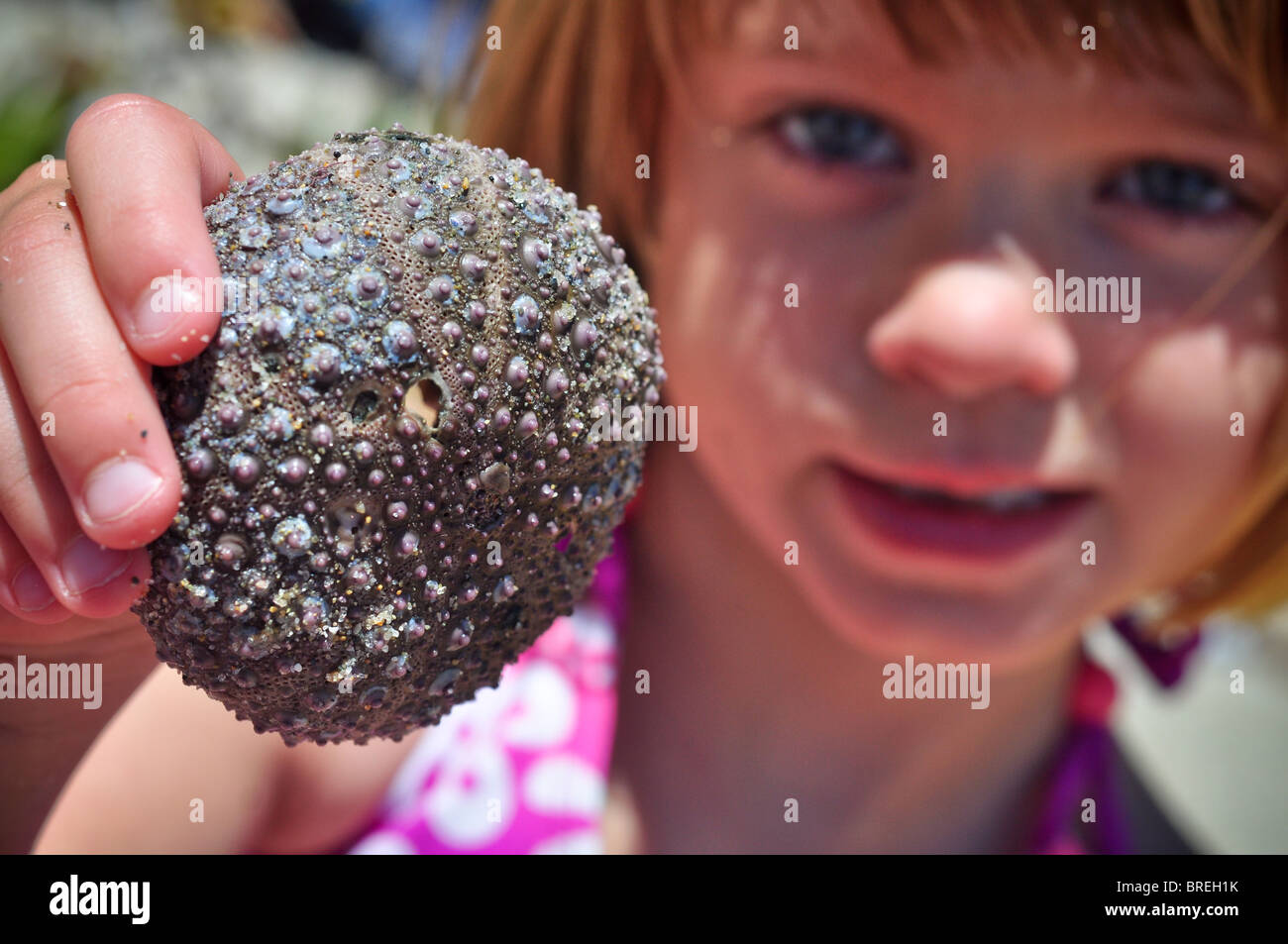 Gathering Shells High Resolution Stock Photography and Images - Alamy