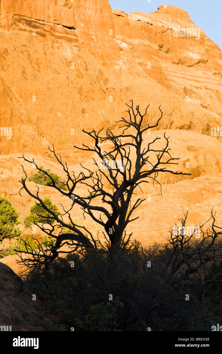 The image of a Juniper tree trunk is stands out against a sandstone ...