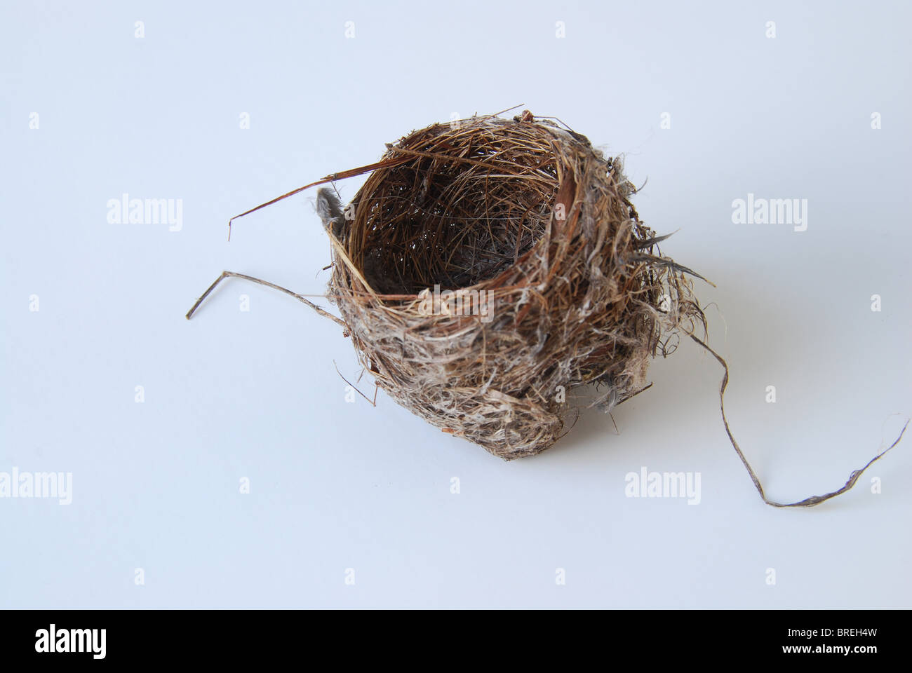 Warblers hi-res stock photography and images - Alamy