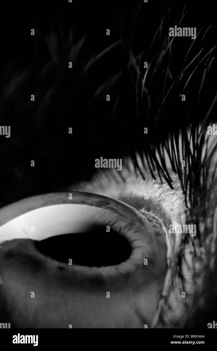 Cornea Stock Photos & Cornea Stock Images - Alamy