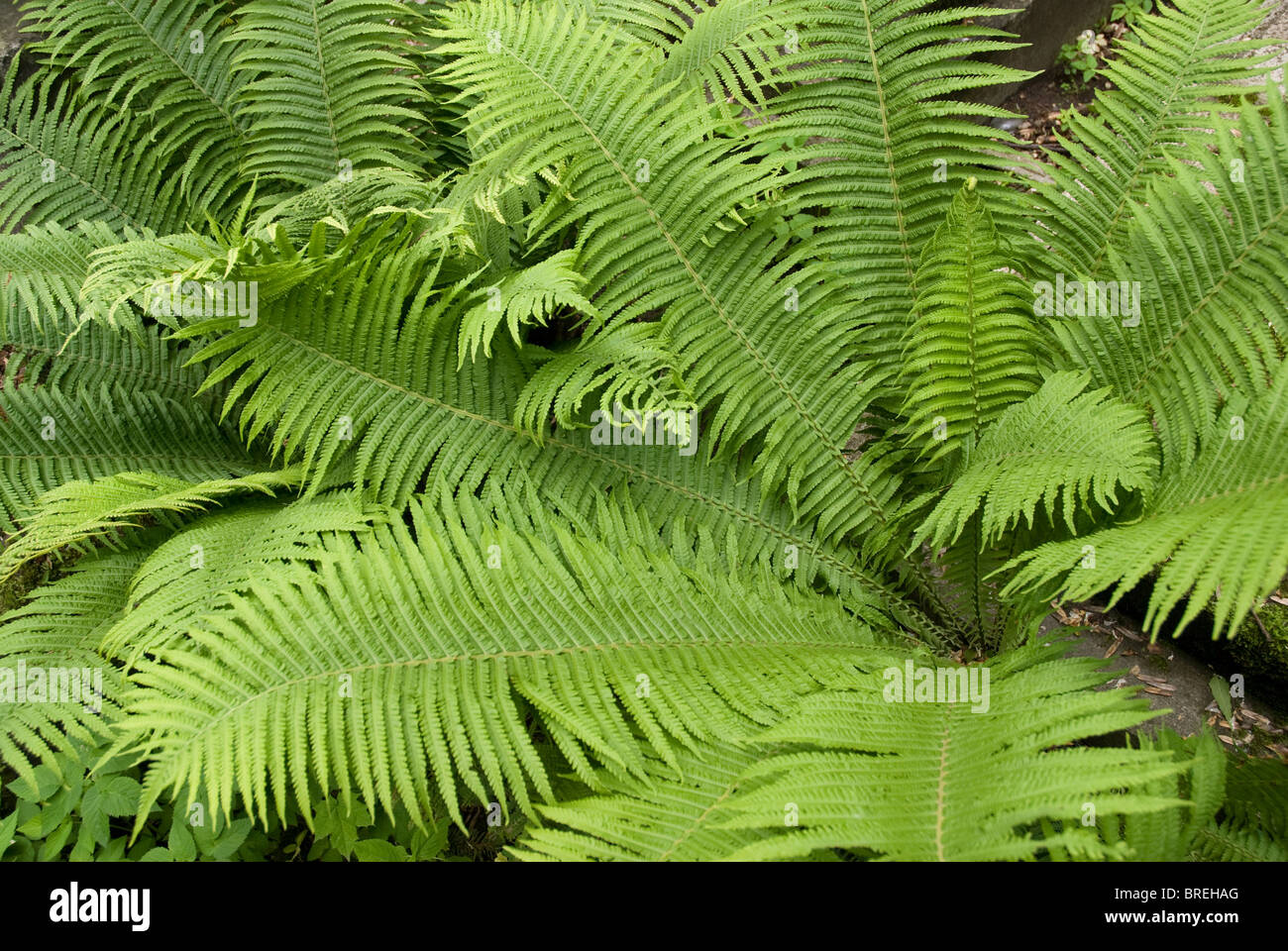 green symmetry leaves of fern Stock Photo - Alamy