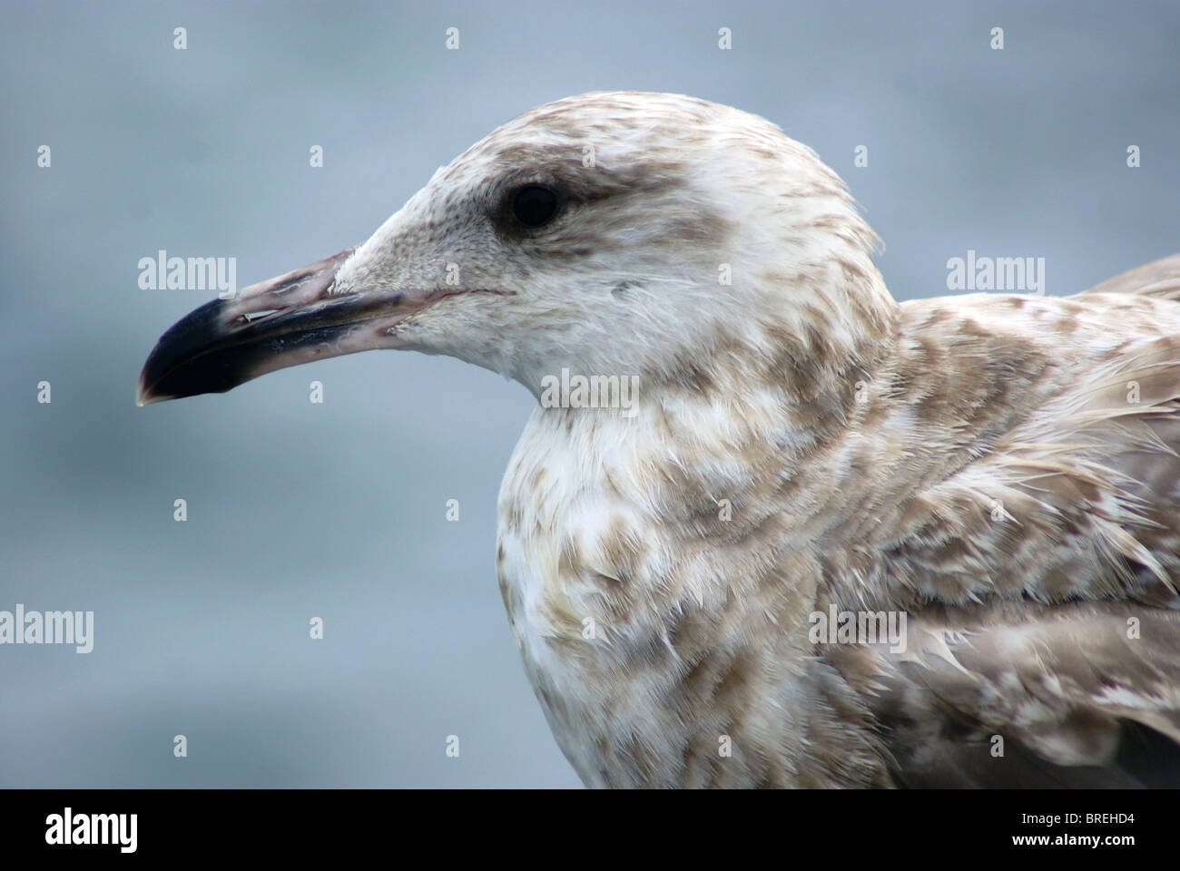 Gull feathers hi-res stock photography and images - Alamy