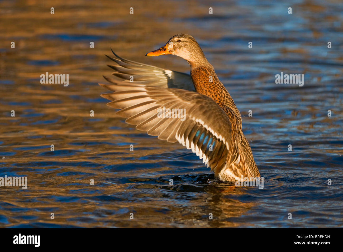 Wings flapping hi-res stock photography and images - Alamy