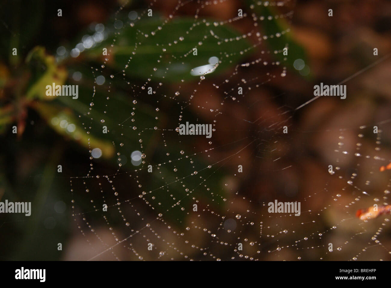 A Spider Web In The Morning Stock Photo - Alamy
