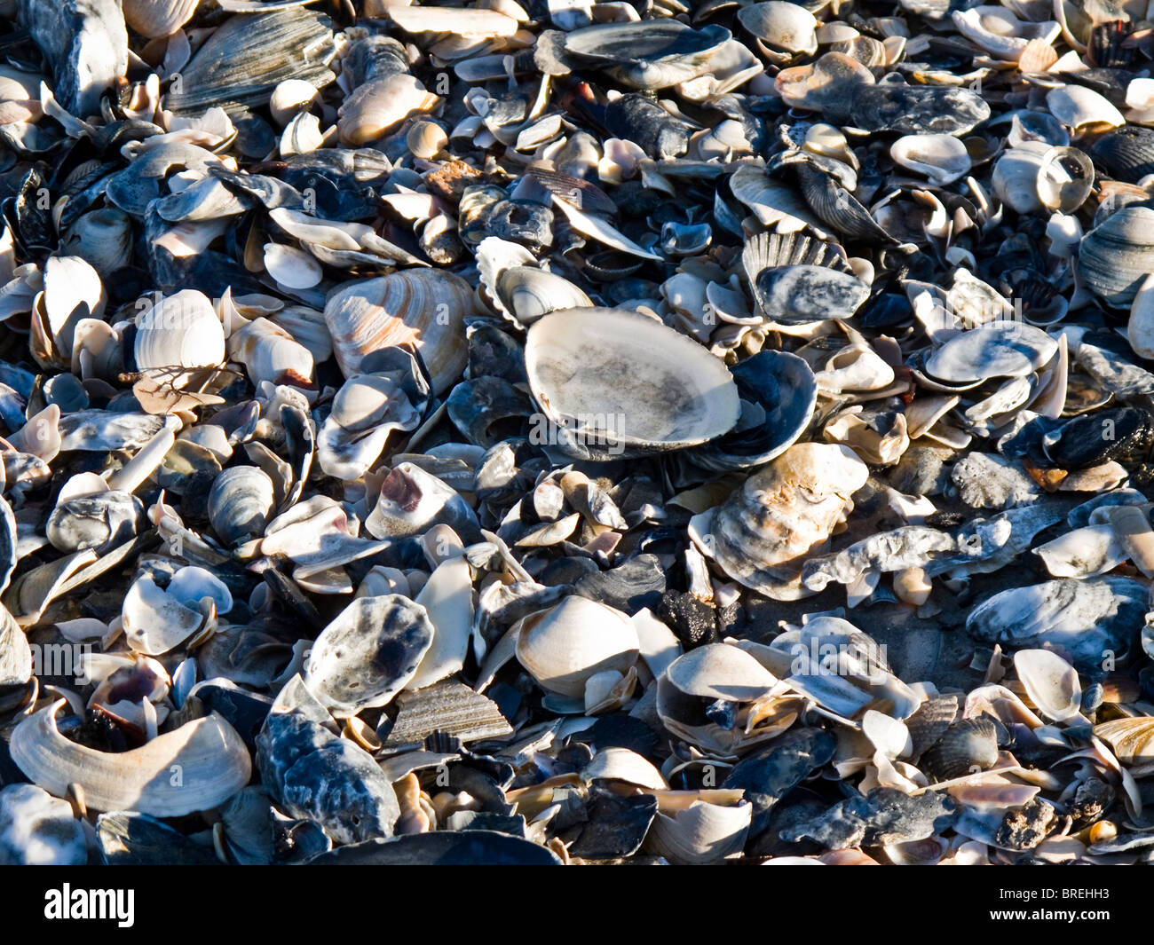 Shells on the beach Stock Photo - Alamy