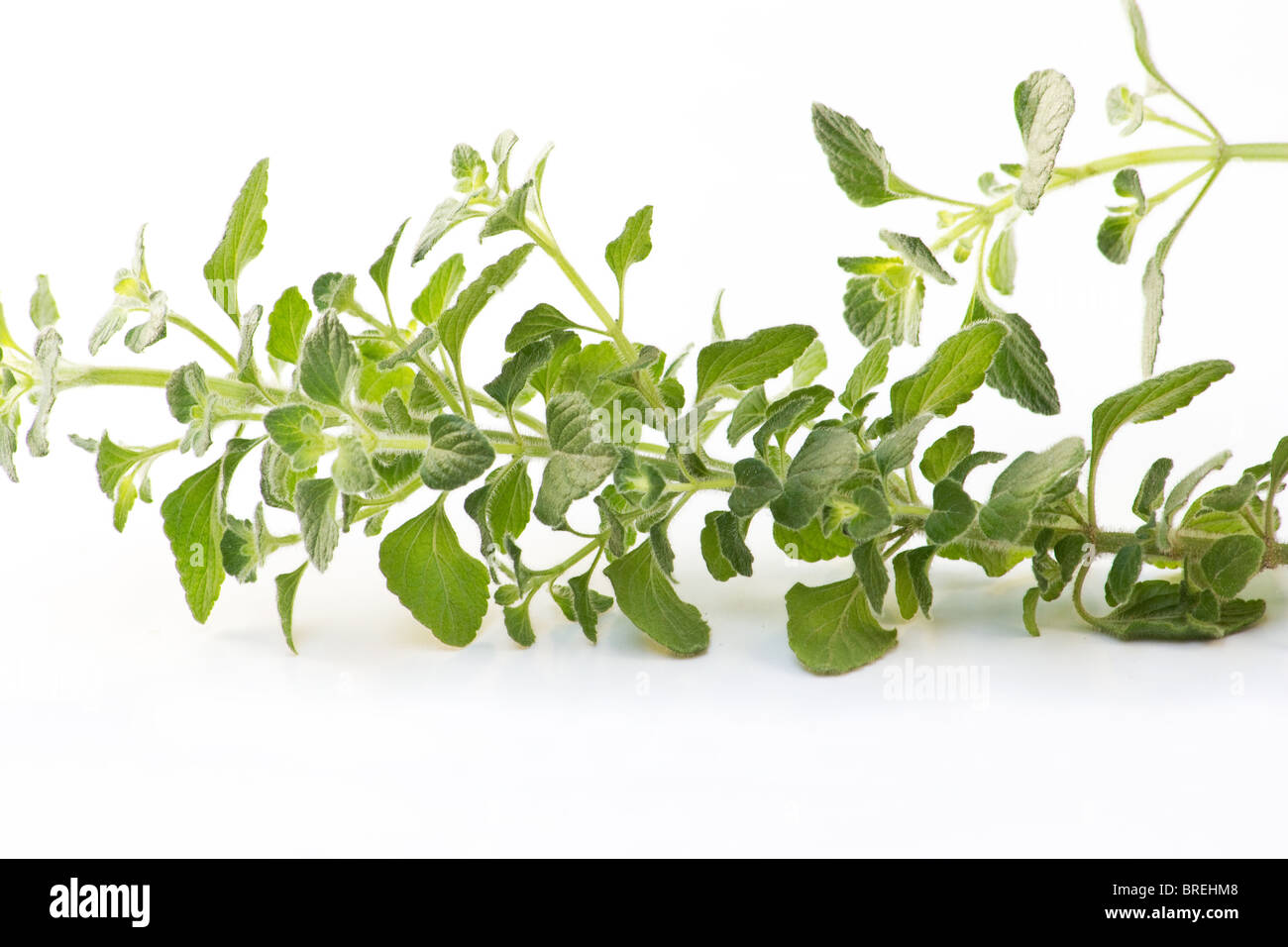 Mint plant close-up Stock Photo - Alamy