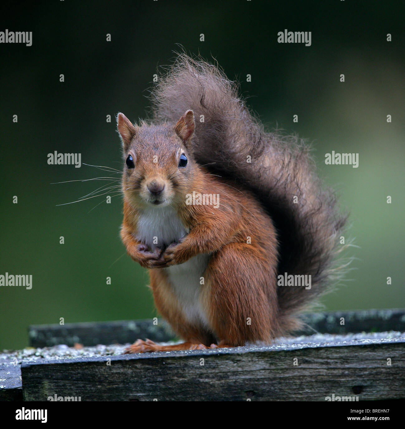 Squirrel pox hi-res stock photography and images - Alamy