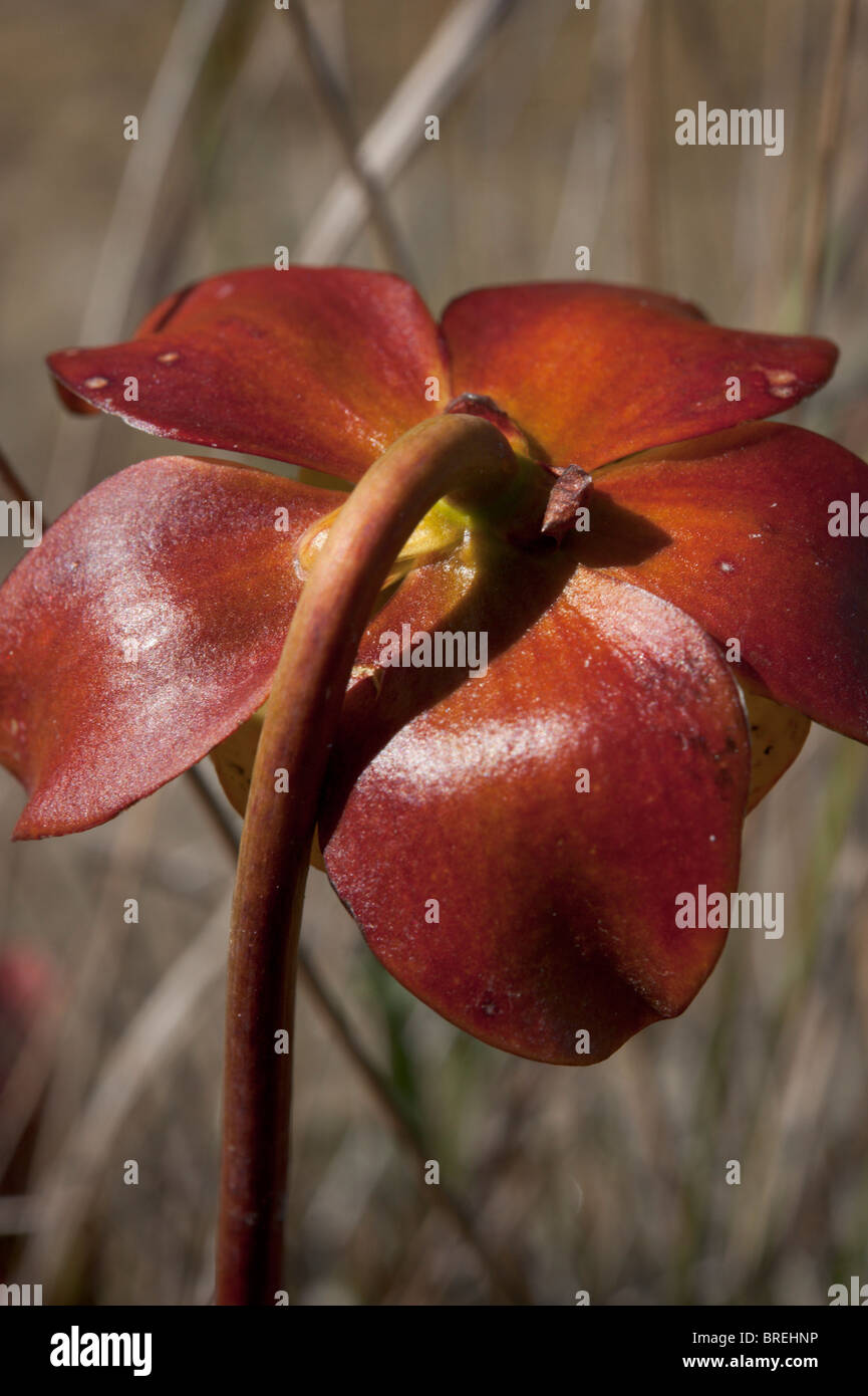 Flower detail of a purple pitcher plant (Sarracenia purpurea) at the ...
