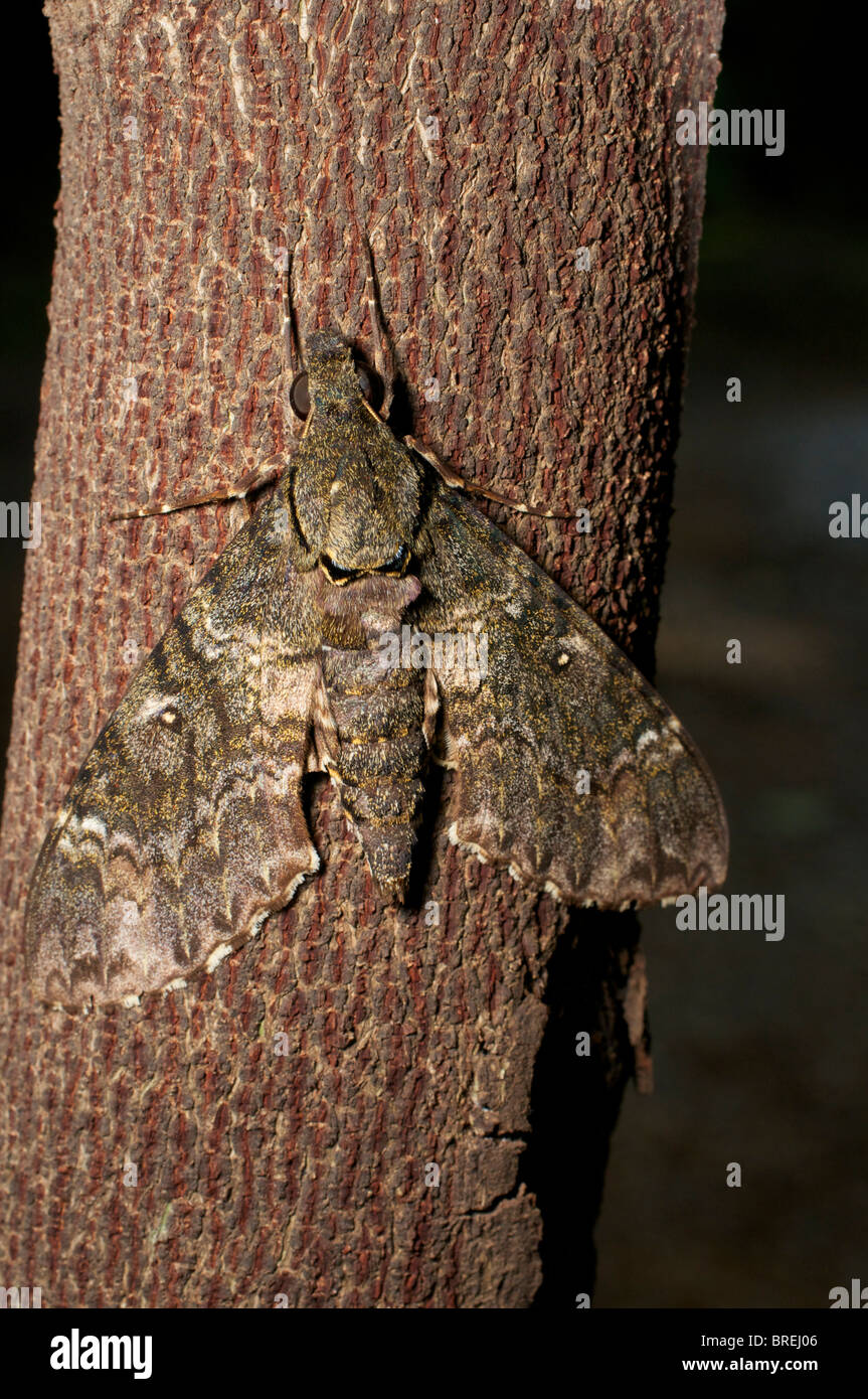 A hawk moth of the species Meganoton nyctiphanes - family Sphingidae ...