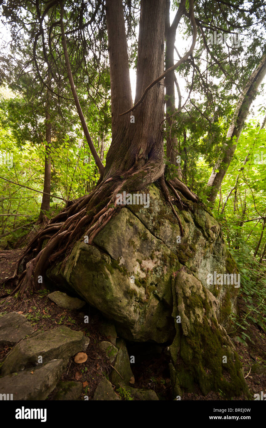 A cedar tree grows over a limestone rock near Bruce's Caves on the ...