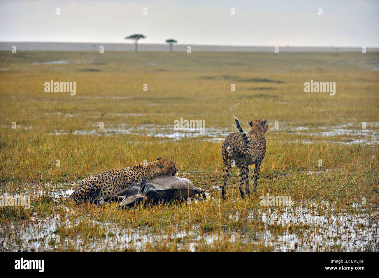 Two Cheetahs with a wildebeest during a thunder storm in the grasslands ...