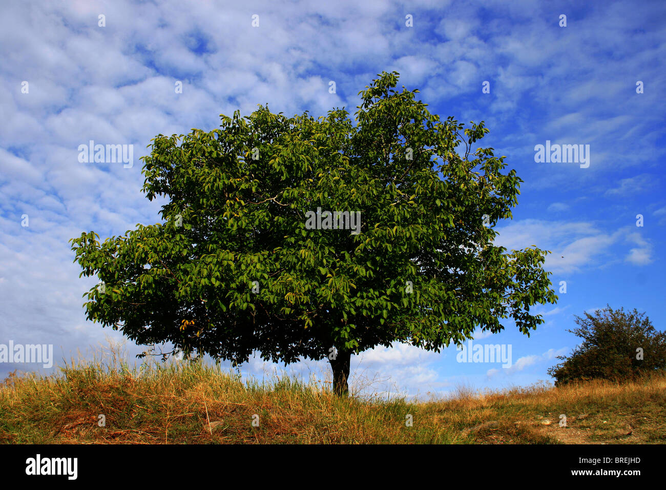 a tree under blue sky Stock Photo - Alamy