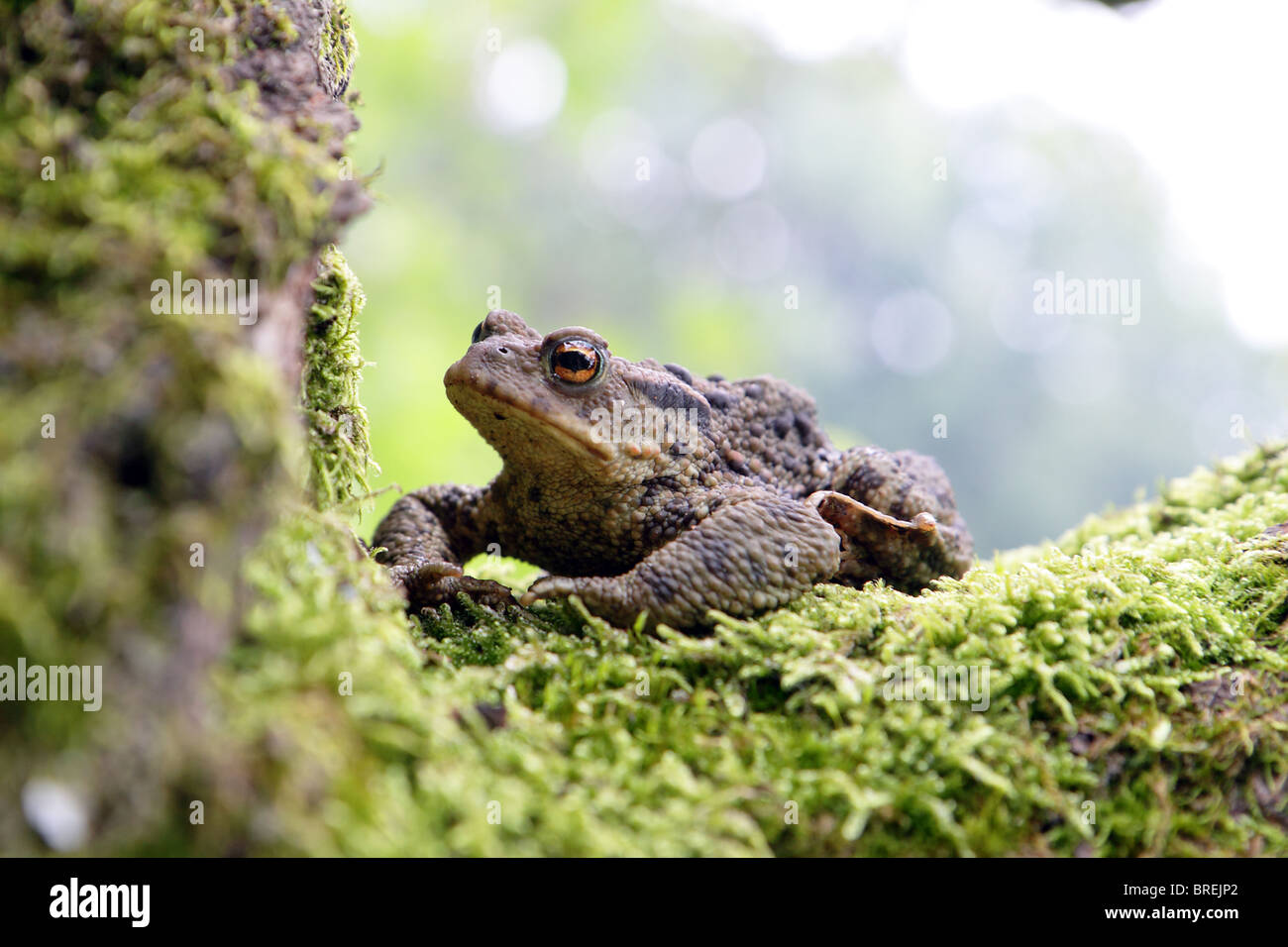 Close-up frog toad (Bufo bufo Stock Photo - Alamy