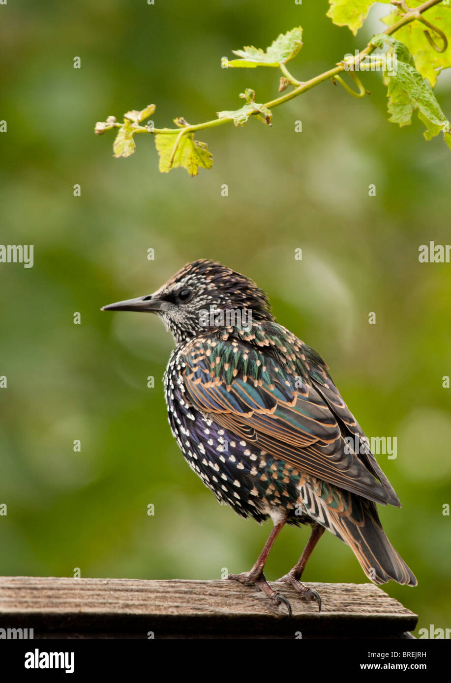 Single starling hi-res stock photography and images - Alamy
