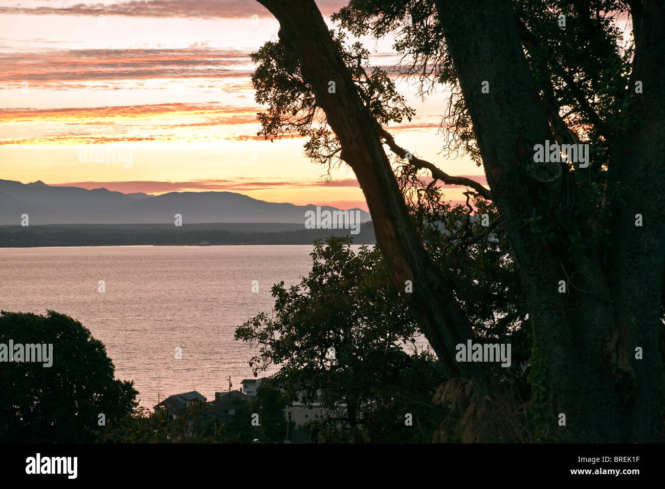 beautiful sunset over Puget Sound with silhouetted trees & distant ...