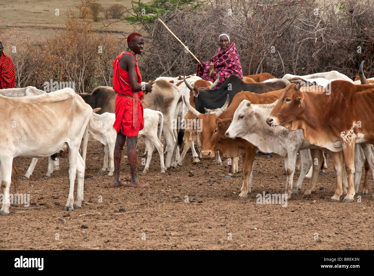 Maasai Tribe Cattle
