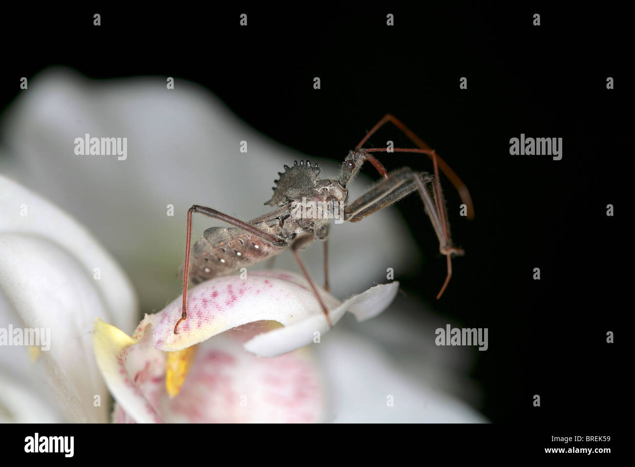 close up of wheel bug (Arilus cristatus), or assassin bug sitting on a ...