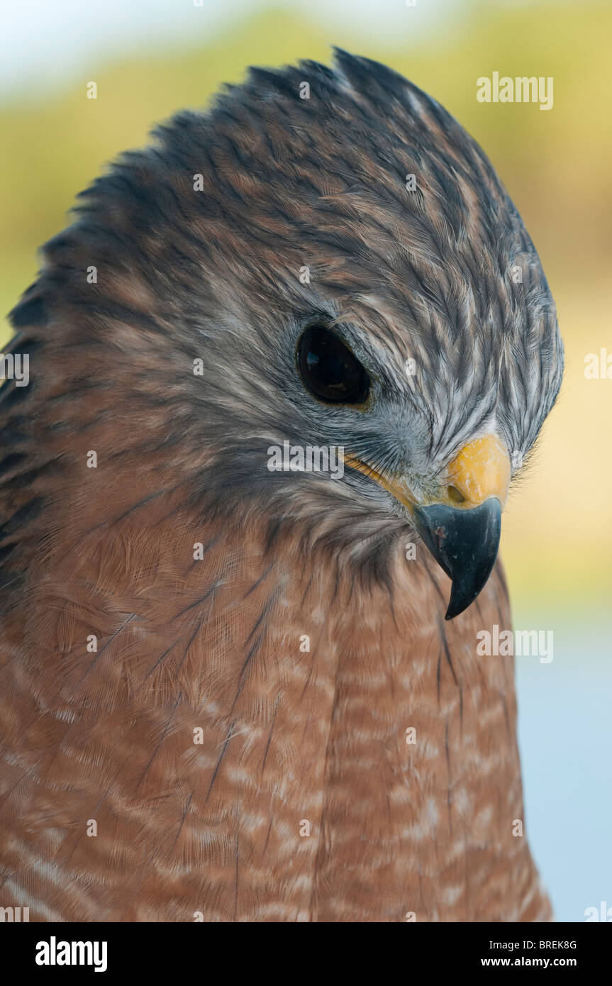 Red shouldered hawk hi-res stock photography and images - Alamy