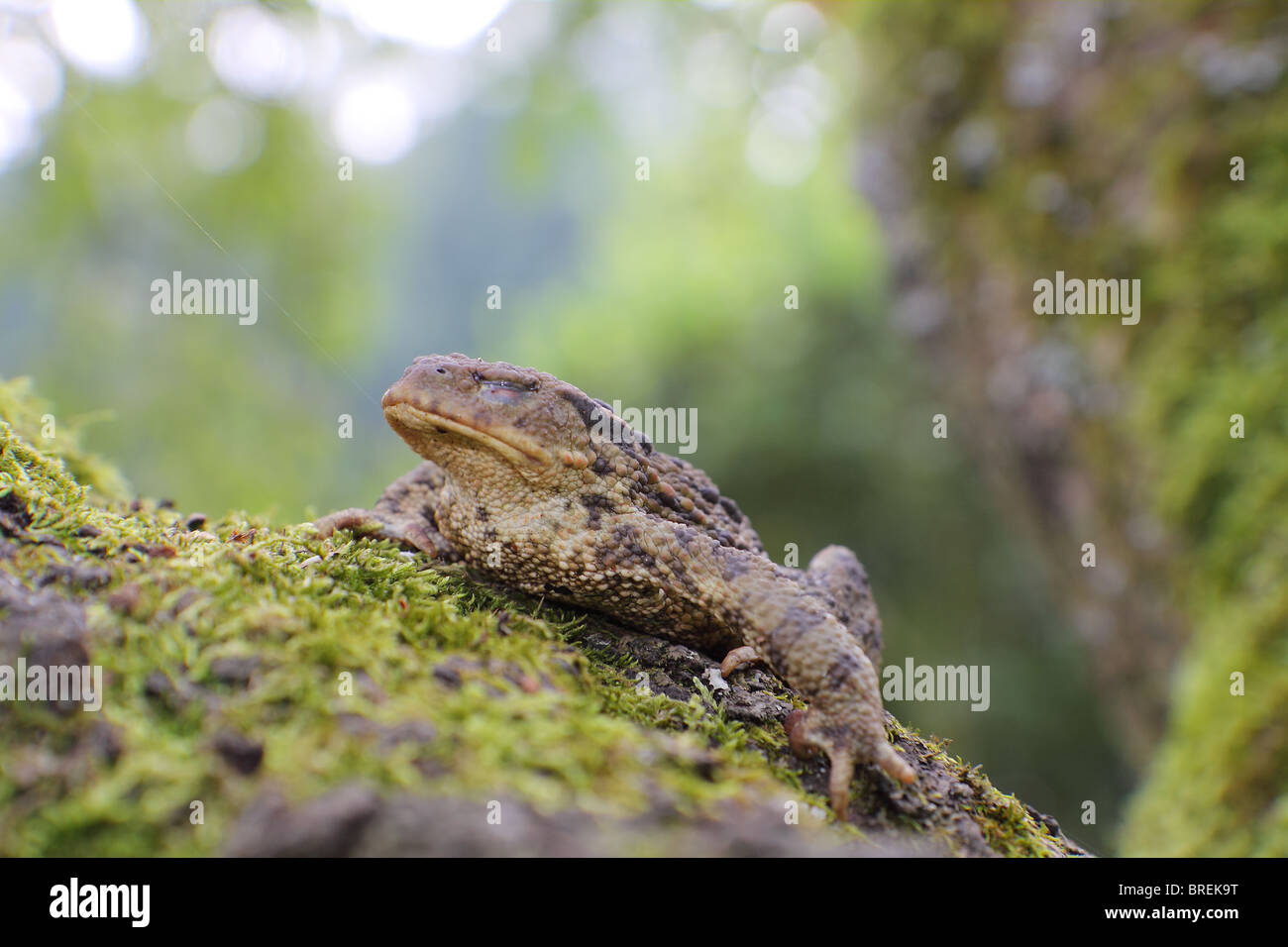 Close-up frog toad (Bufo bufo) with shut an eye Stock Photo - Alamy