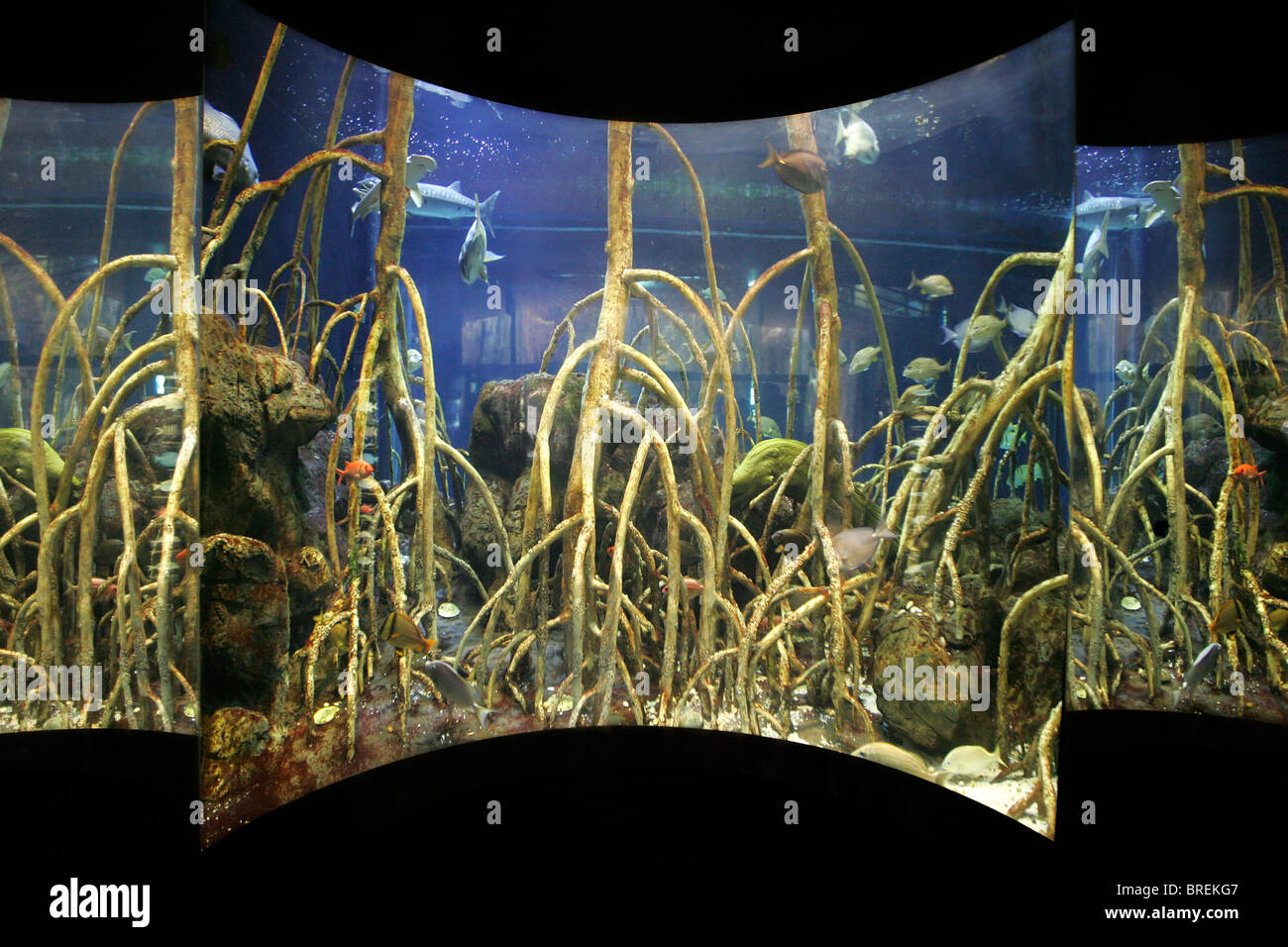 Tank fishbowl hi-res stock photography and images - Alamy