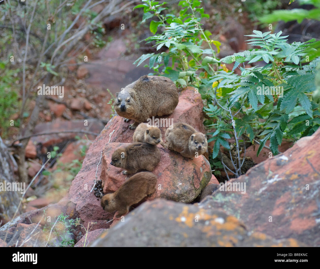 Rock Hyrax (Procavia capensis) with young animals in the Waterberg ...