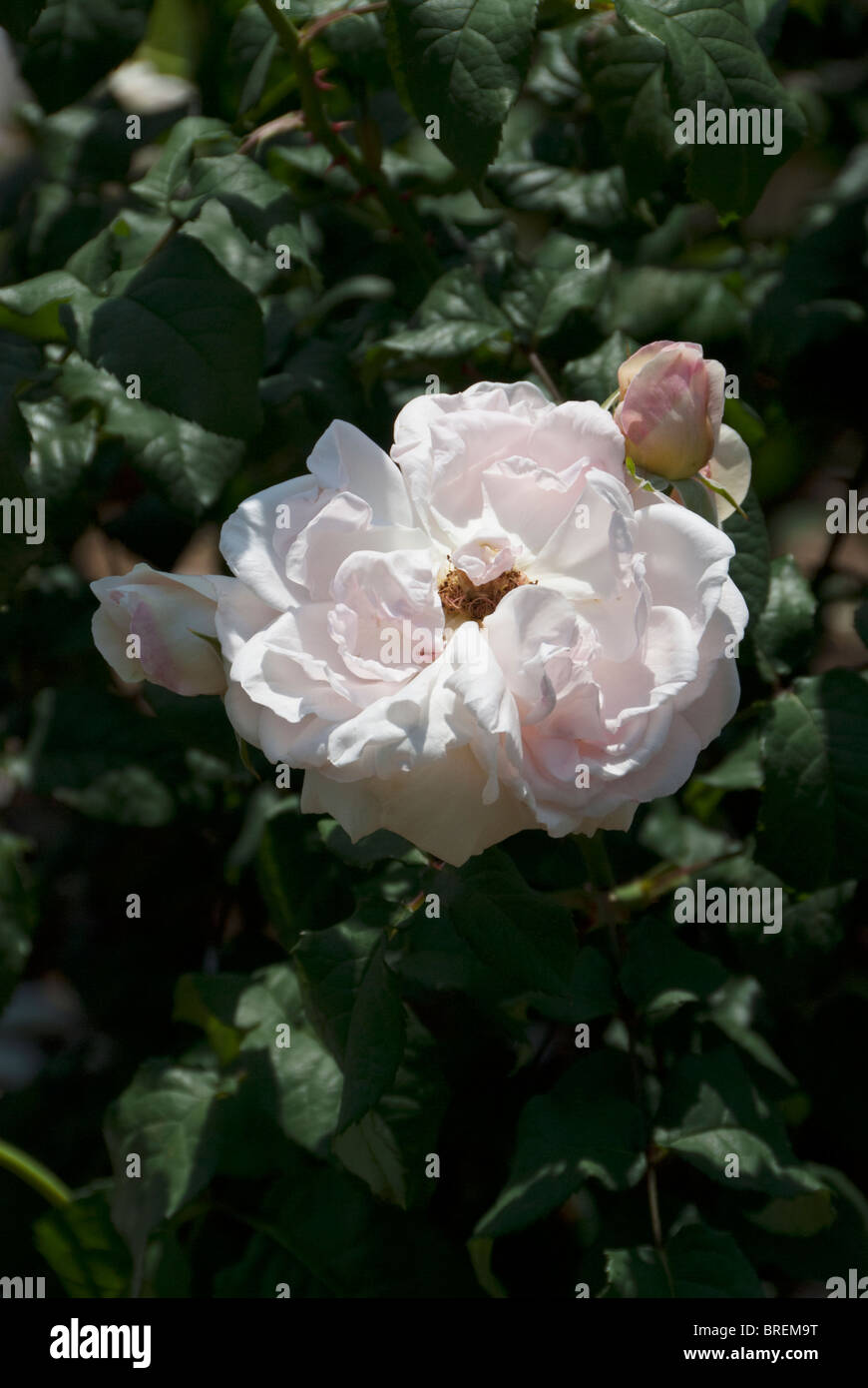 Detail of a blossoming "Sharifa Asma" rose Stock Photo - Alamy