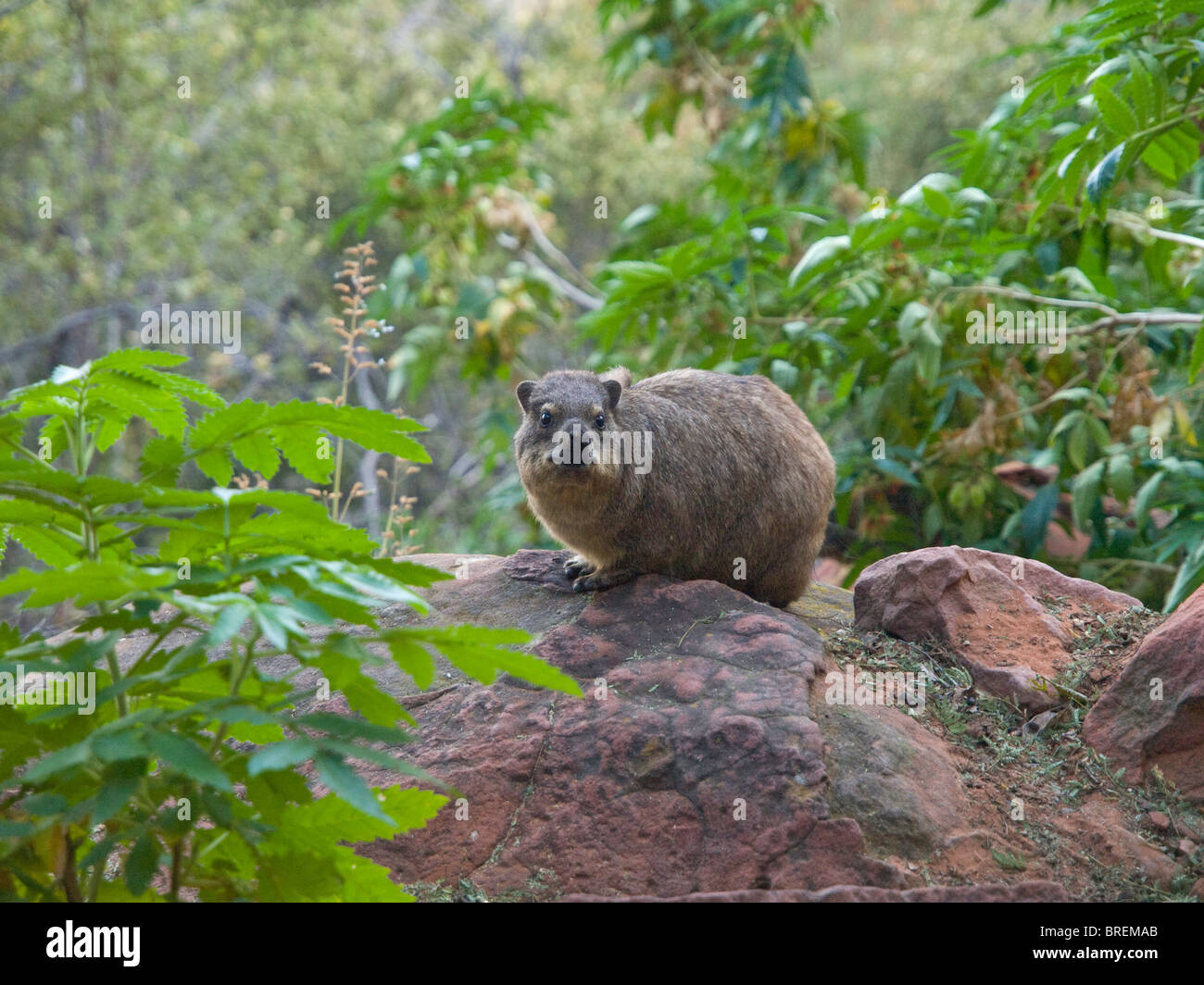Rock Hyrax (Procavia capensis) in the Waterberg National Park, Namibia ...