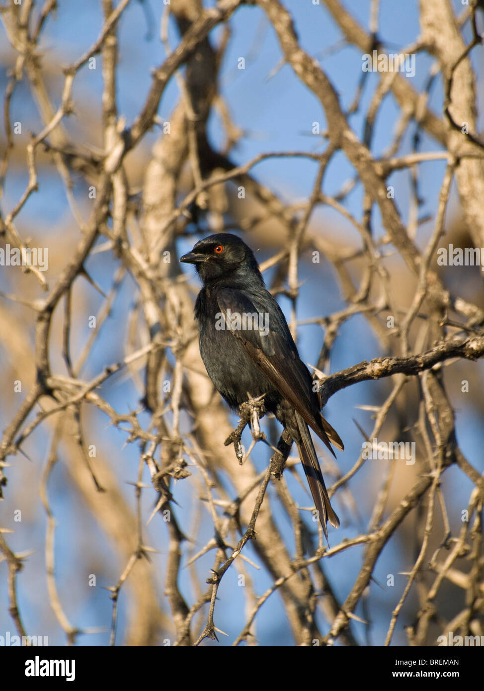 Pale-winged Starling (Onychognathus nabouroup) in the Waterberg ...