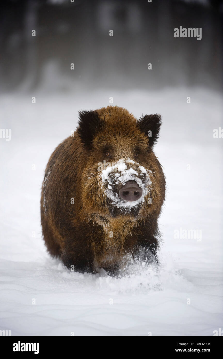 Male Wild Boar (Sus scrofa), running through deep snow during snowfall ...