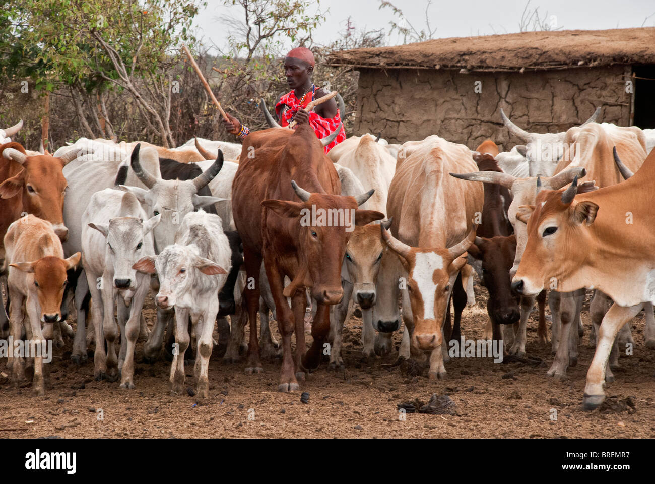 Masai Tribe Village High Resolution Stock Photography and Images - Alamy