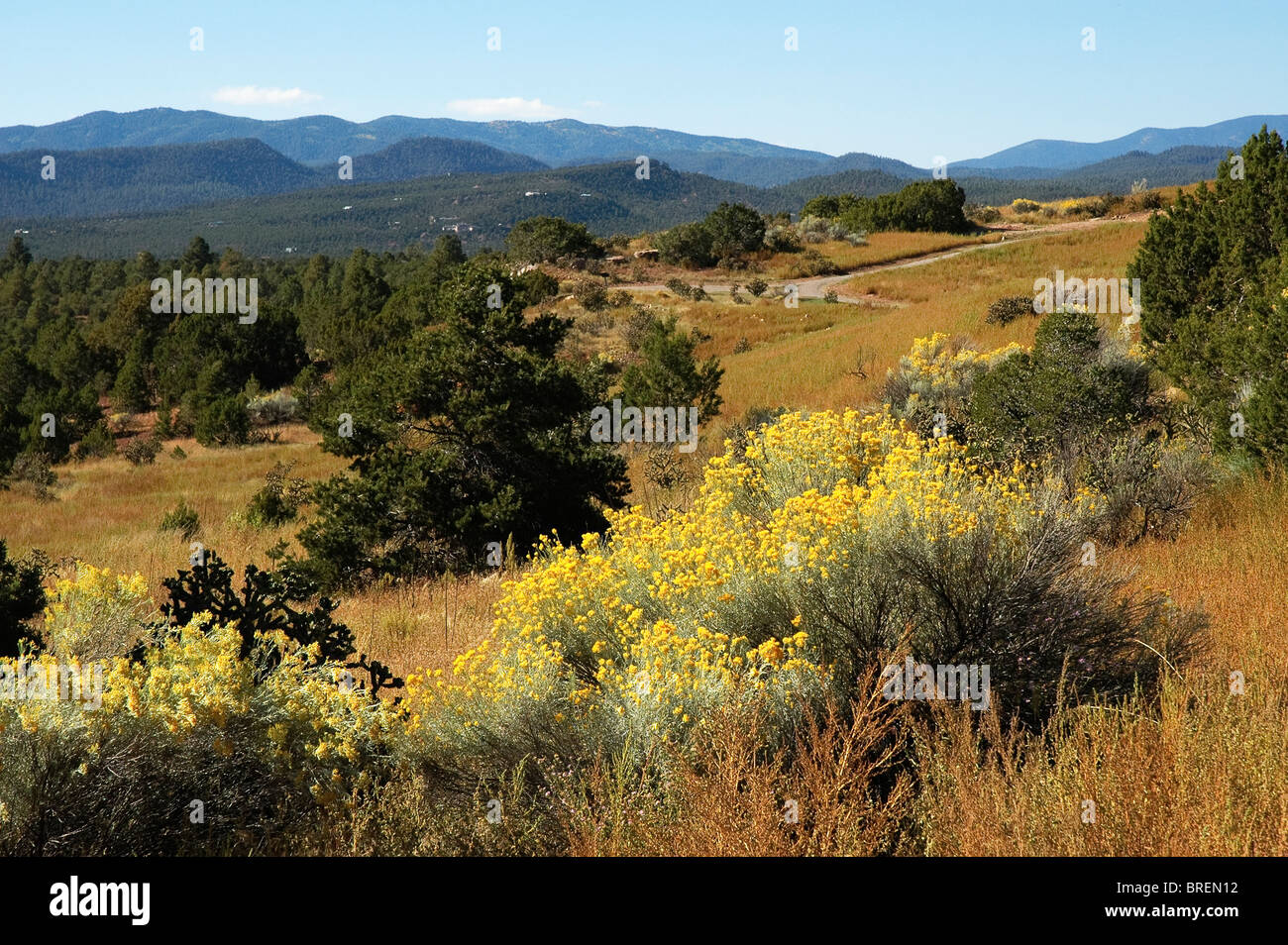 Yellow chamisa flowers against backdrop of the Sangre de Christo ...