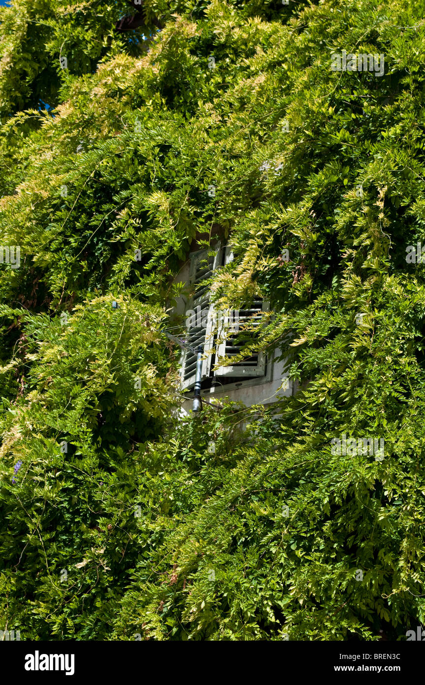 Creeper window hi-res stock photography and images - Alamy