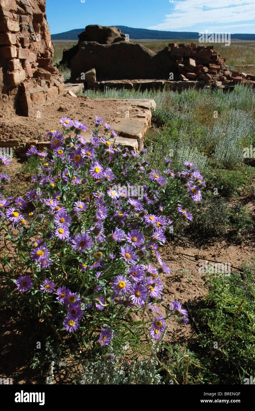 Prairie aster wildflowers growing amid the adobe ruins at Fort Union ...