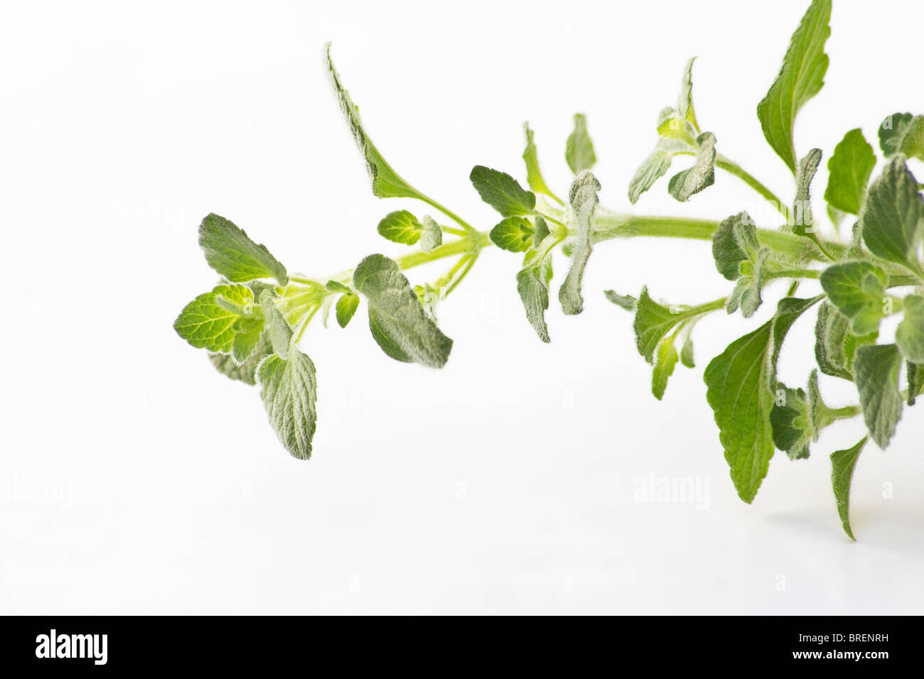 Mint plant close-up Stock Photo - Alamy