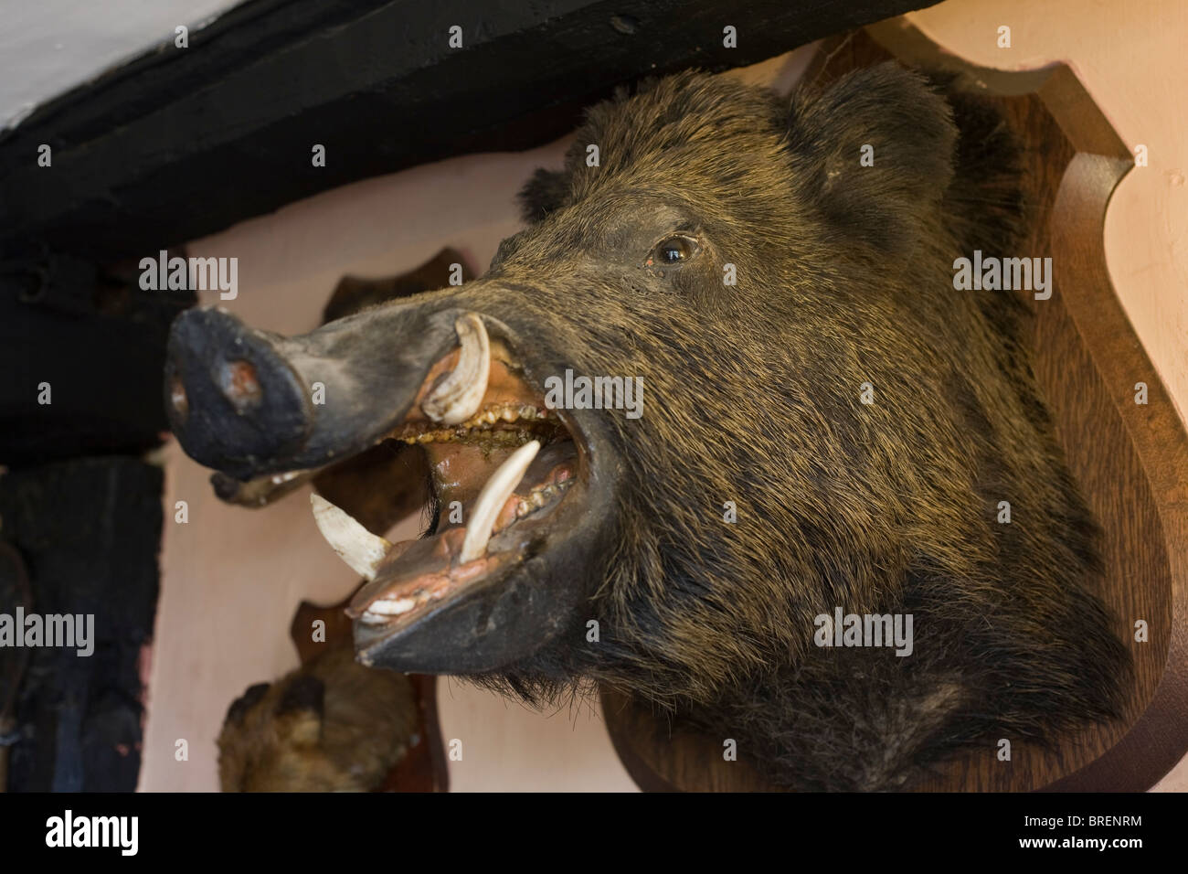 Wild Boar Head
