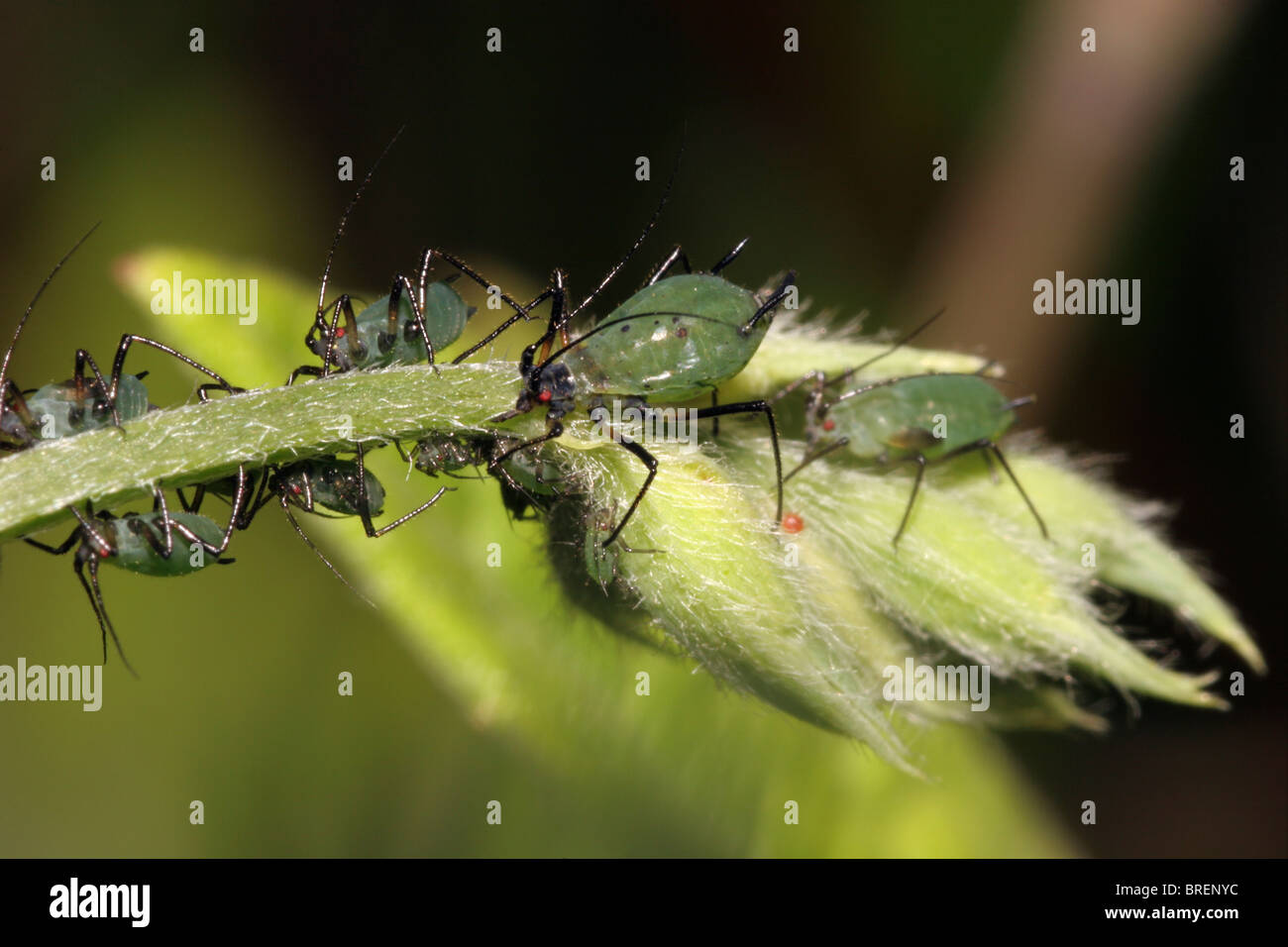 Pea aphid (Acyrthosiphon pisum) feeding on meadow pea (Lathyrus ...