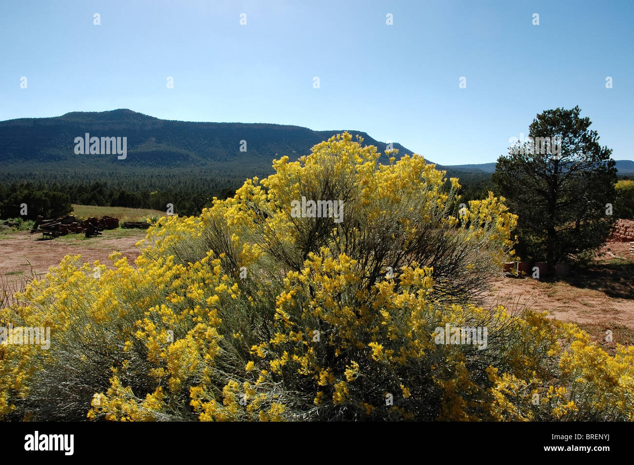 Yellow chamisa flowers in foreground, Sangre de Christo Mountains in ...