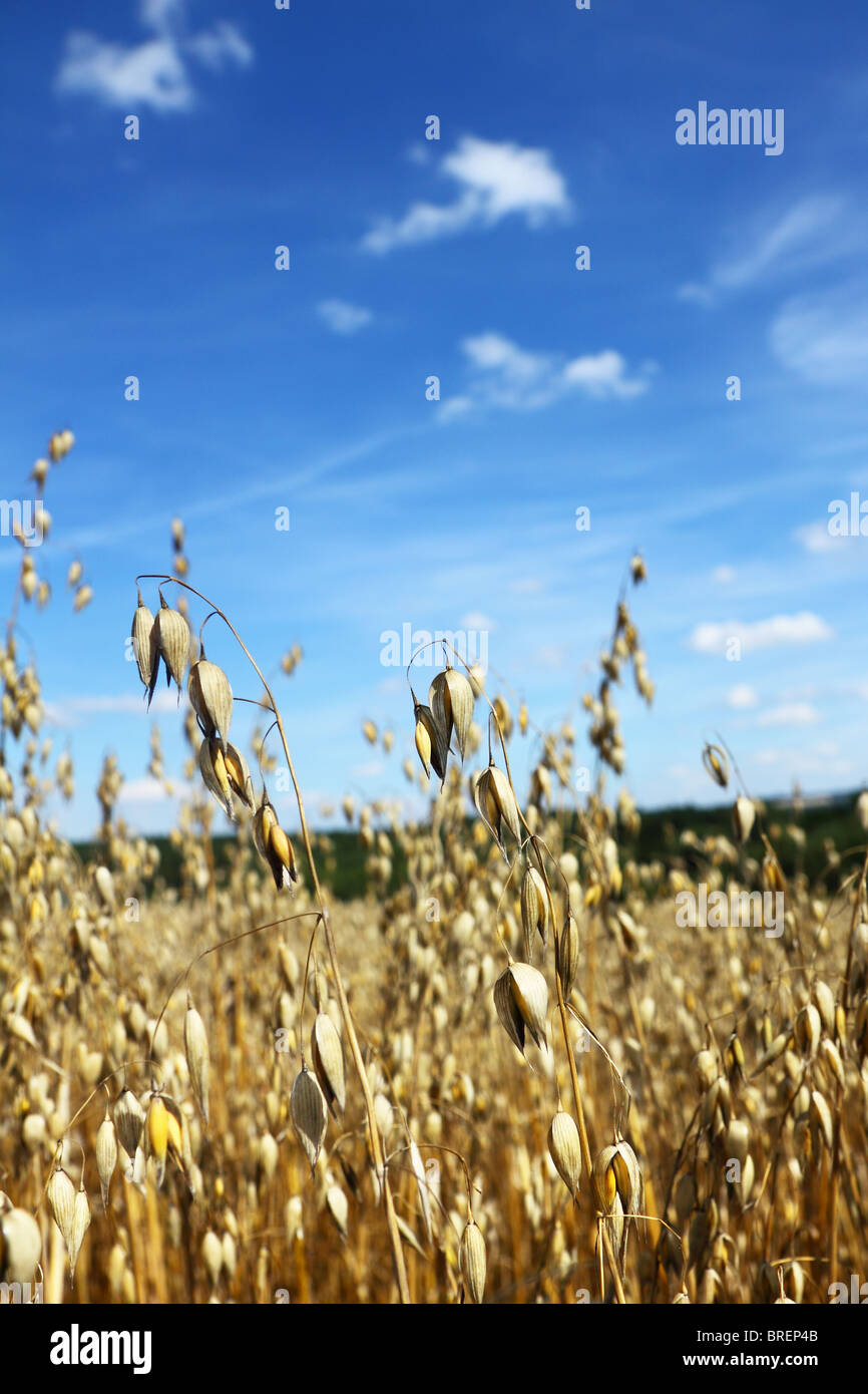close-up ripe oats with blue sky and clouds Stock Photo - Alamy
