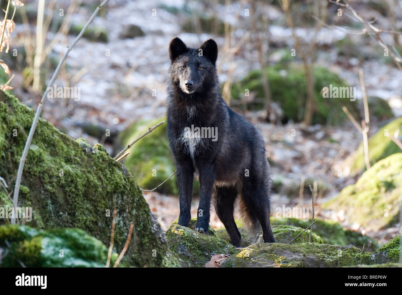Eastern wolf (Canis lupus lycaon), black type Stock Photo - Alamy