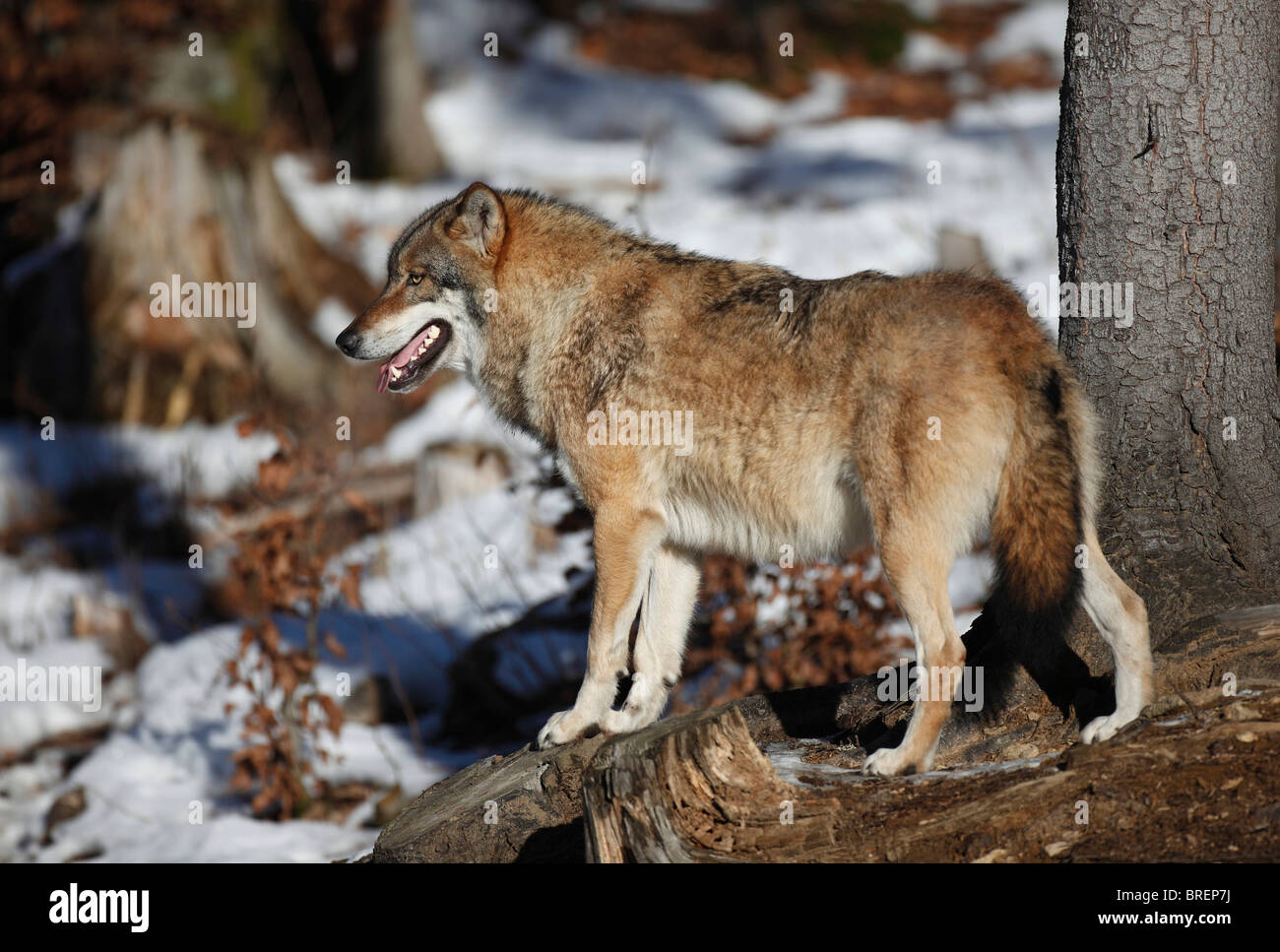 Grey wolf or Gray wolf (Canis lupus), Bavarian Forest National Park ...