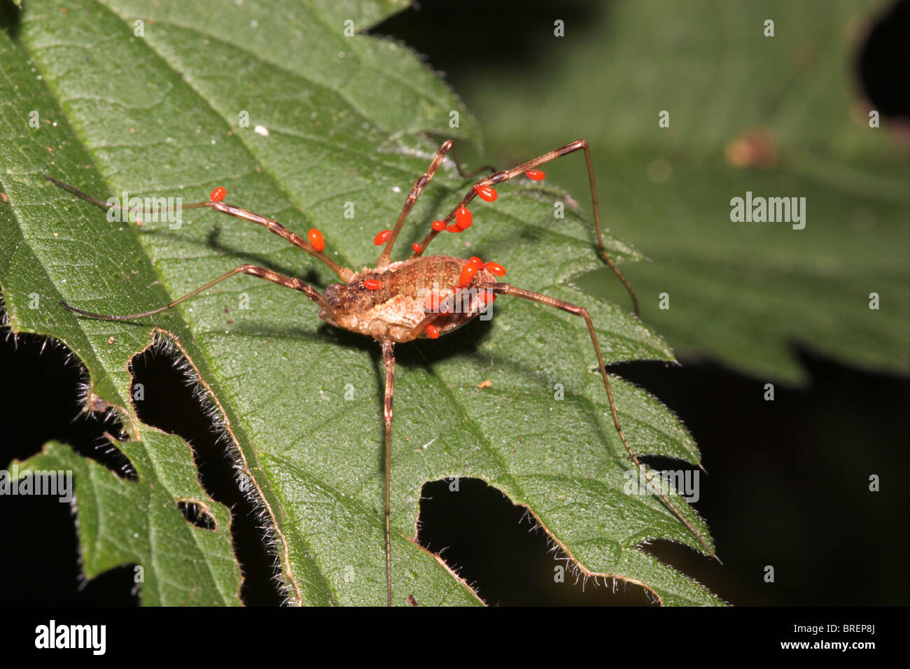Harvestman (Phalangium opilio) male with phoretic mites (Leptus sp ...