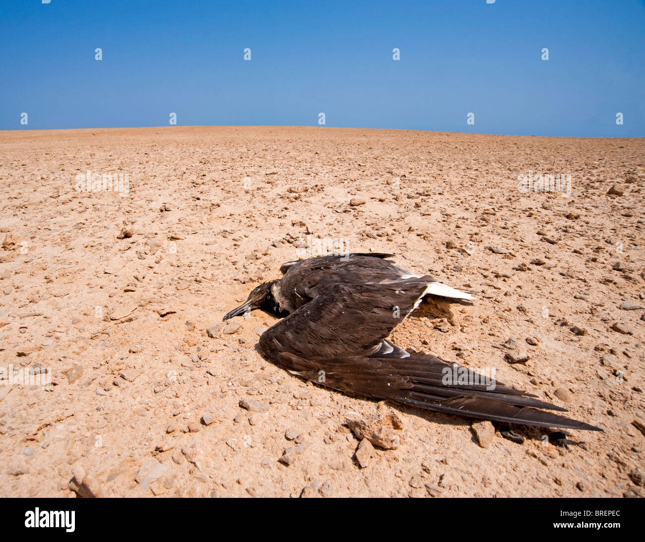 Dead seagull bird on an arid, drought-stricken rocky wilderness terrain ...