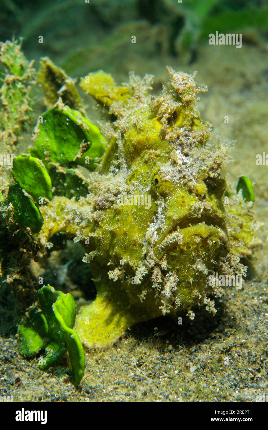 Green Painted Frogfish (Antennarius pictus) beside alga, camouflaged ...