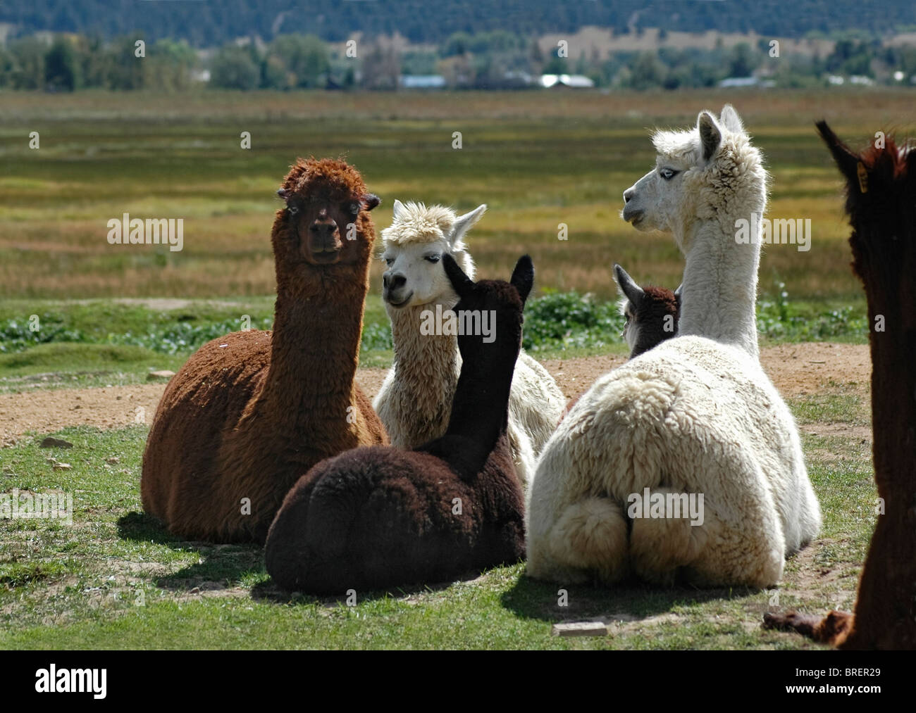 Alpacas at Victory Ranch, Mora, New Mexico. Victory Ranch is the ...