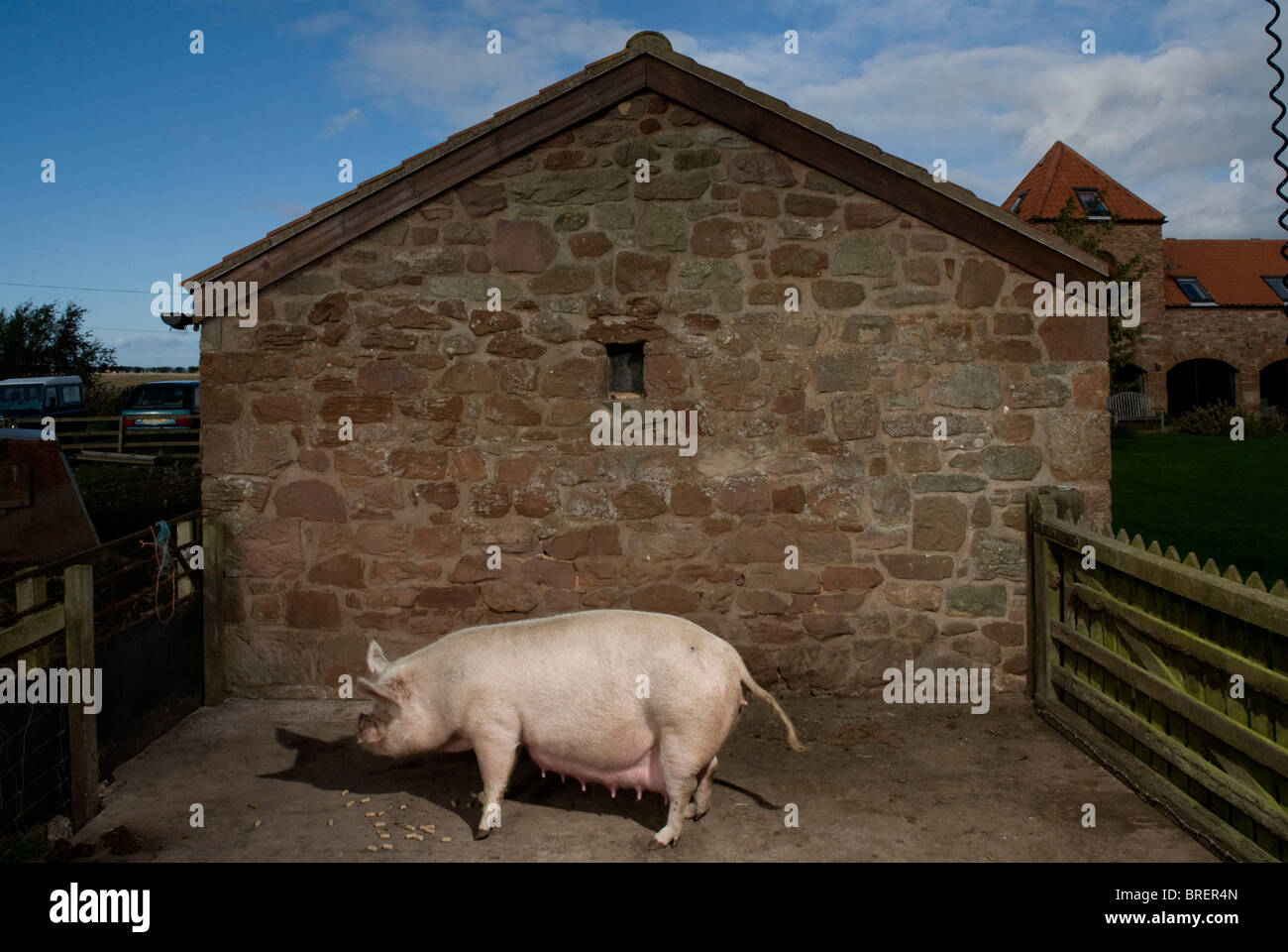 Middle White Pig Stock Photo - Alamy