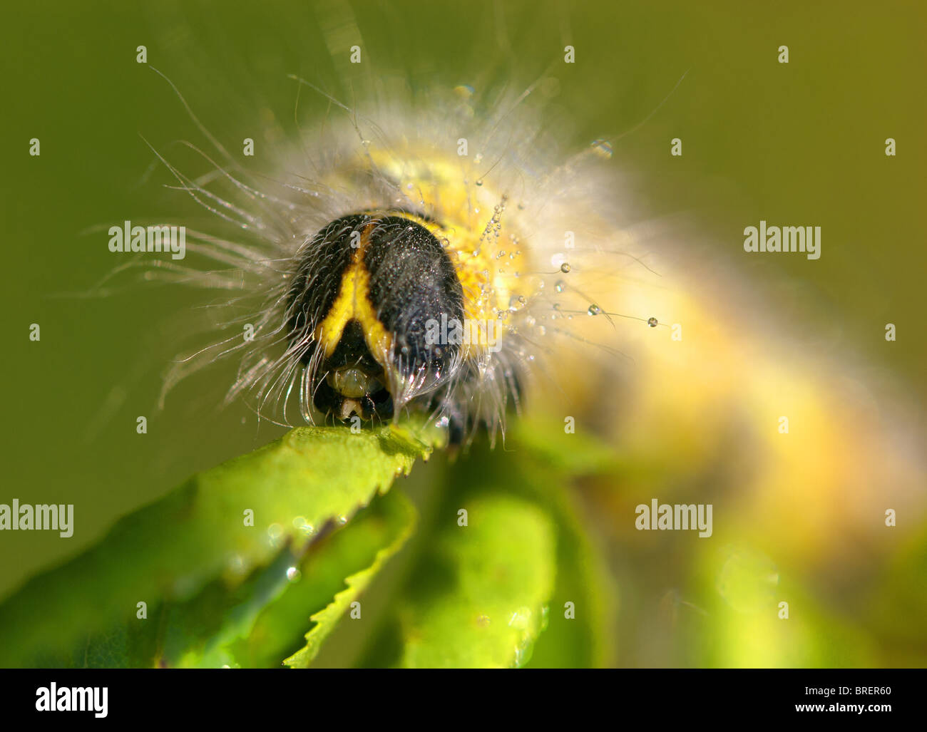 Yellow caterpillar on leaf Stock Photo - Alamy