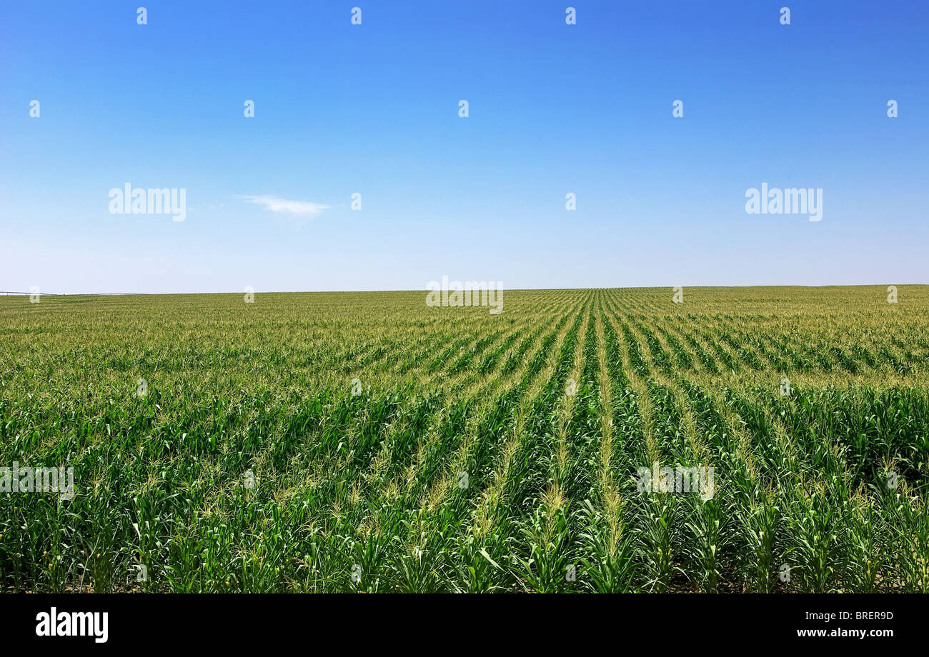 Cornfield wallpaper hi-res stock photography and images - Alamy