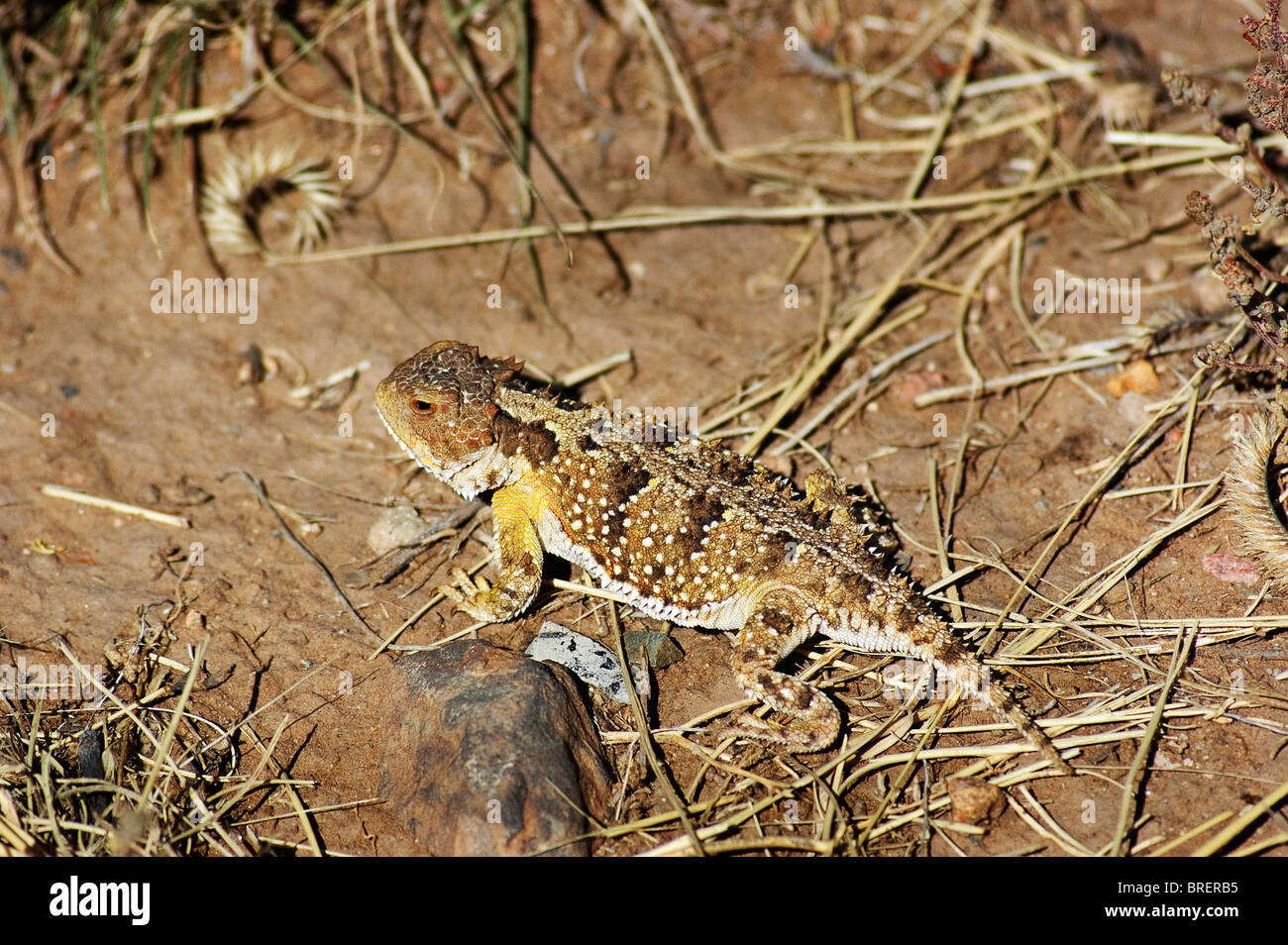 Horned lizard ant hi-res stock photography and images - Alamy