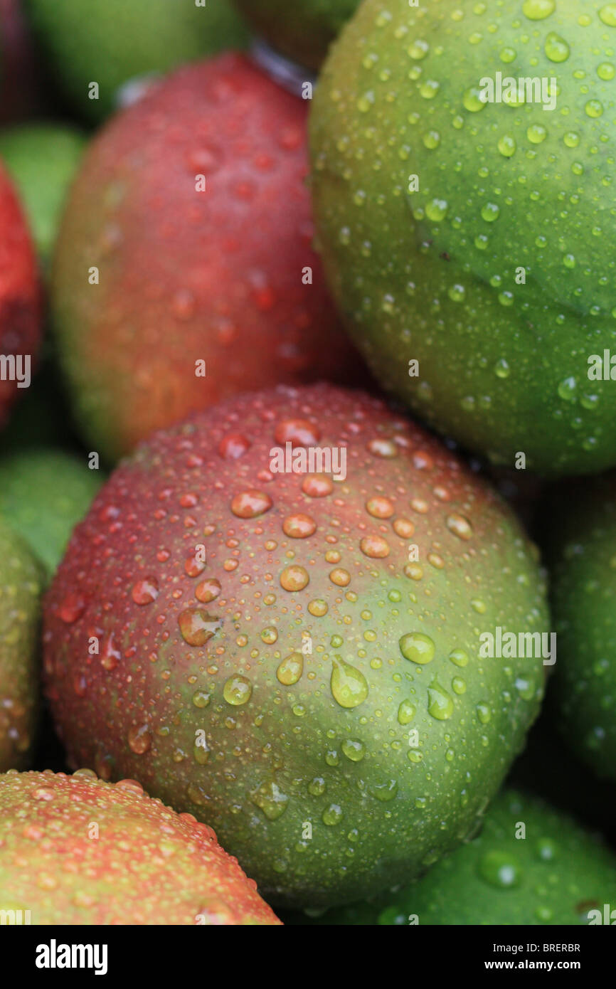 Mangoes in the rain Stock Photo - Alamy
